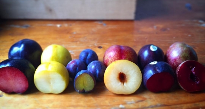 Toscano's - QUALITY FRUITERERS - Kew/Richmond/Toorak