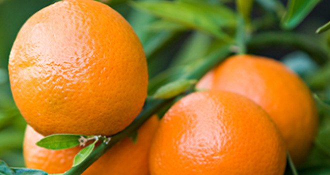 Toscano's - QUALITY FRUITERERS - Kew/Richmond/Toorak